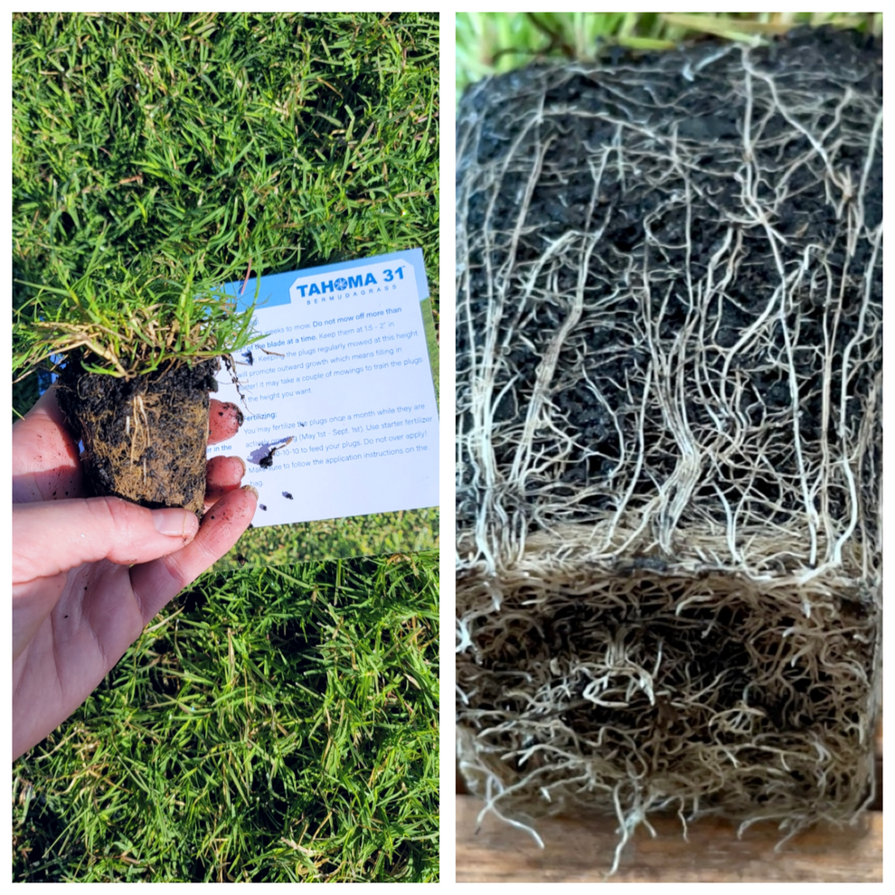 Bermuda Grass Plugs – The Lawn Farm