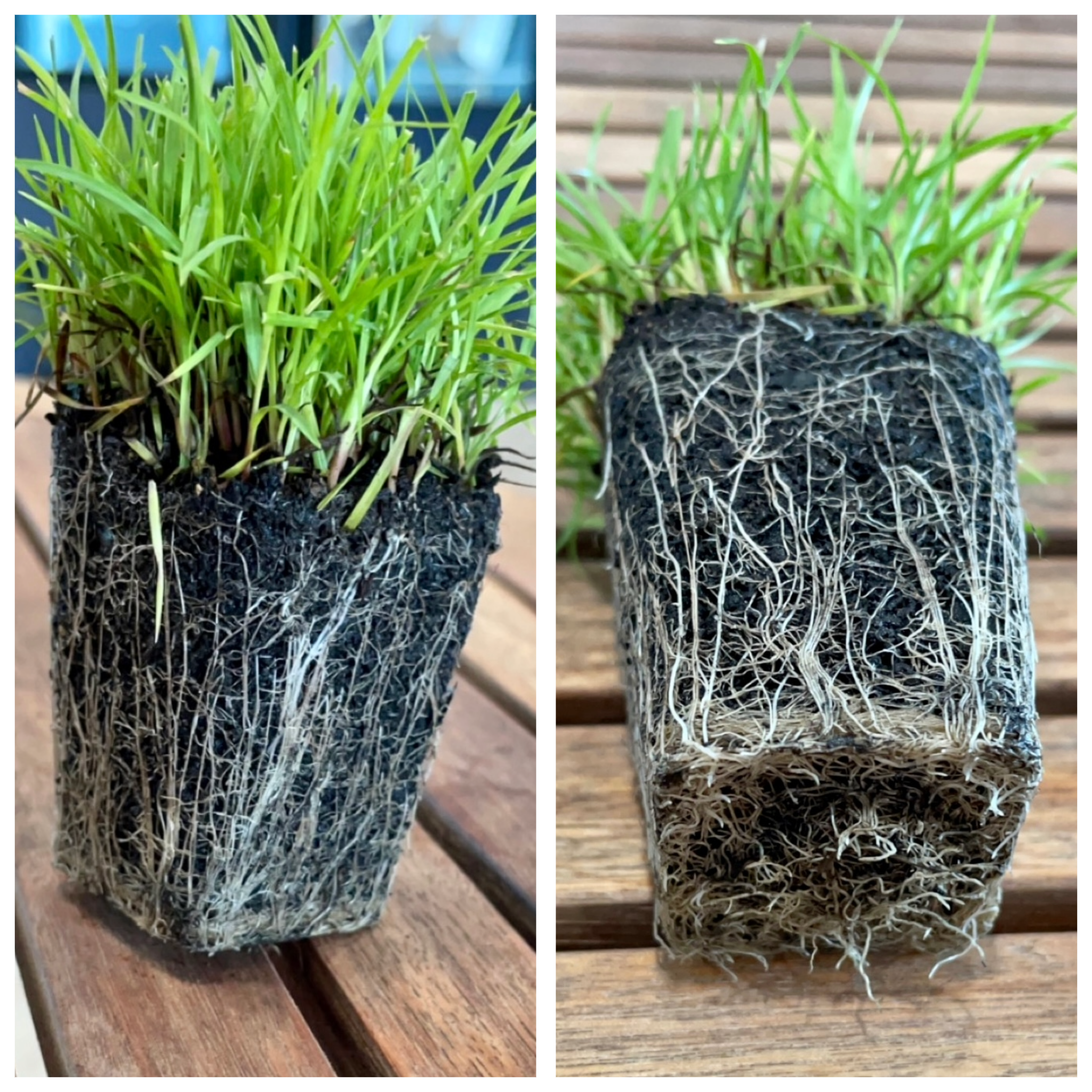 Centipede Grass Plugs – The Lawn Farm
