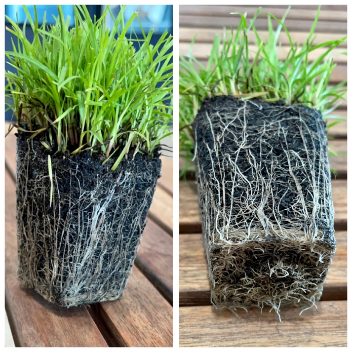 Centipede Grass Plugs – The Lawn Farm