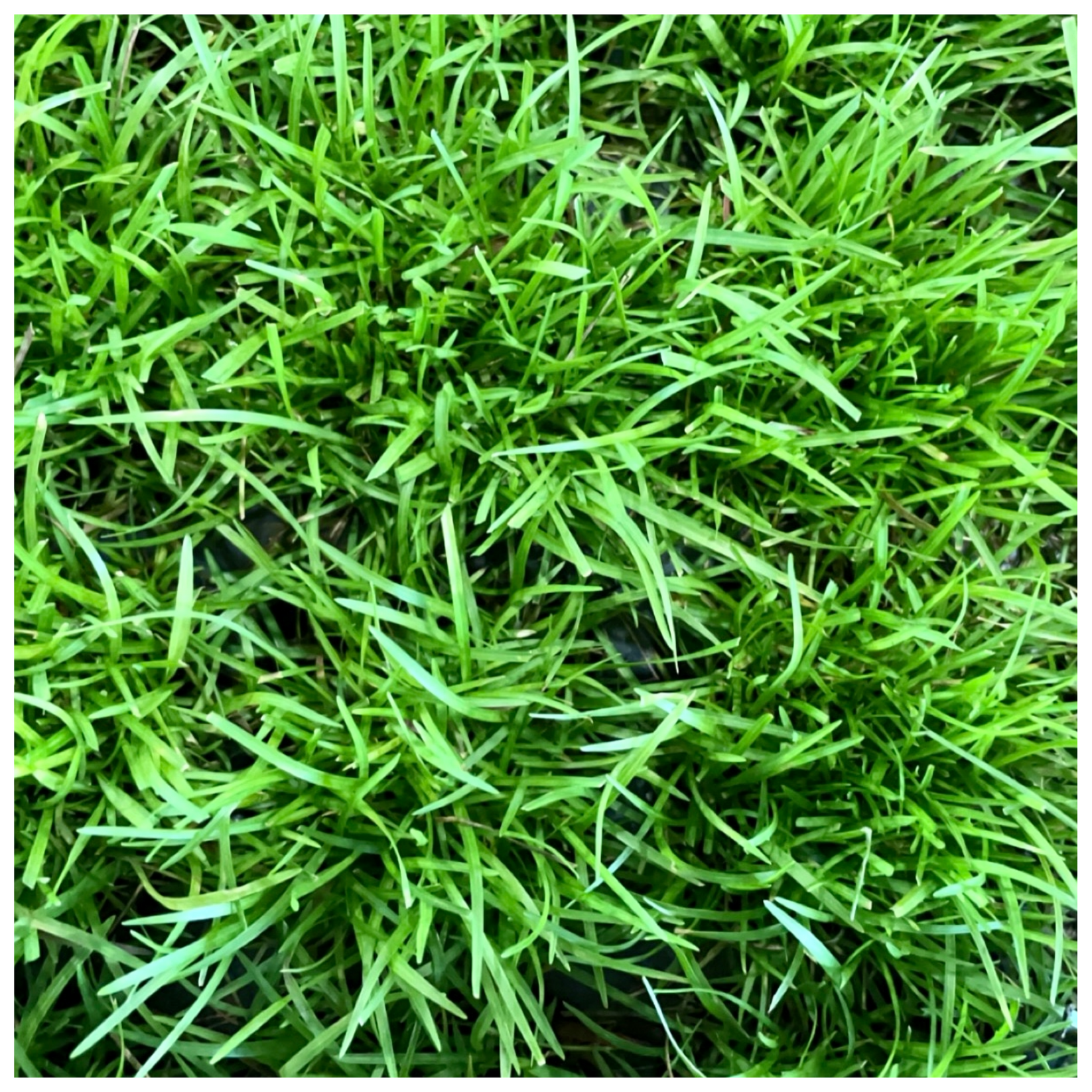 Centipede Grass Plugs – The Lawn Farm