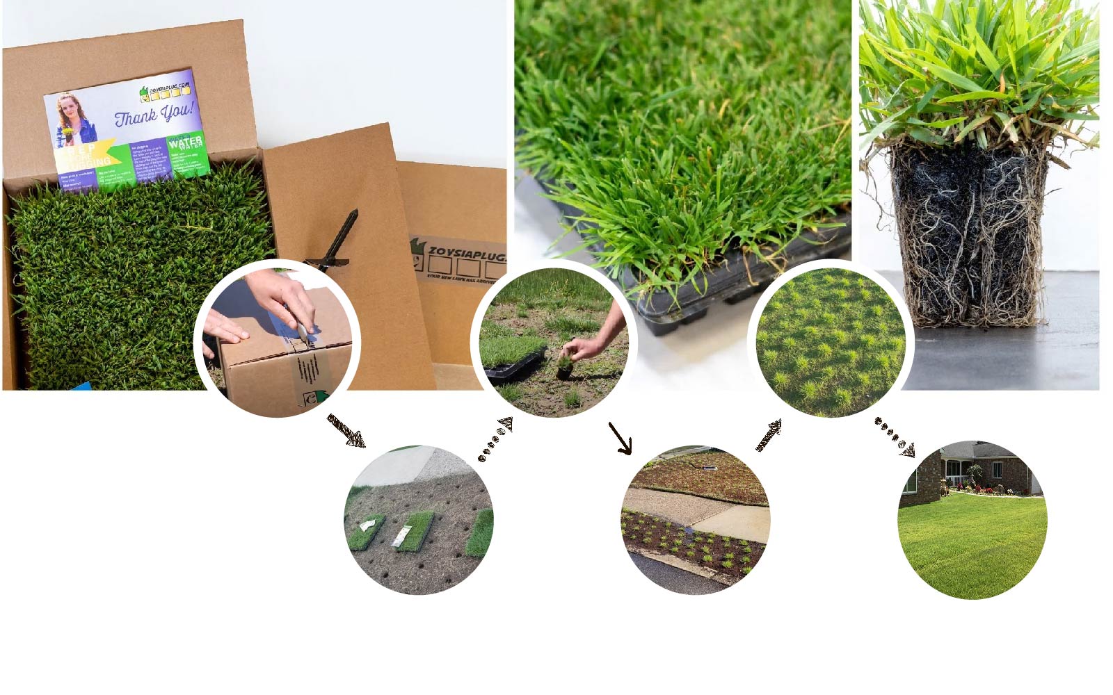 The Lawn Farm | Premium Grass Plugs shipped Next Day
