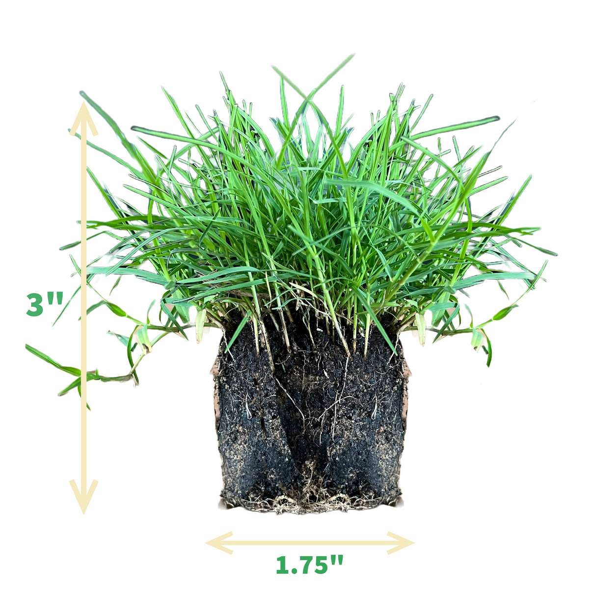 Bermuda Grass Plugs – The Lawn Farm